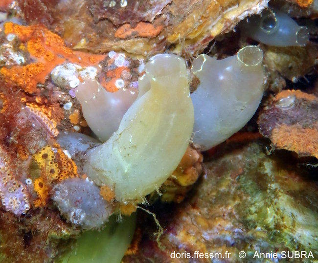 Ciona intestinalis | DORIS