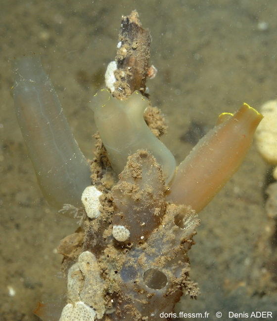 Ciona intestinalis | DORIS