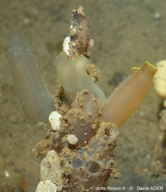 Ciona intestinalis | DORIS