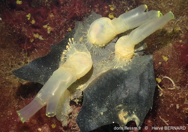 Ciona intestinalis | DORIS