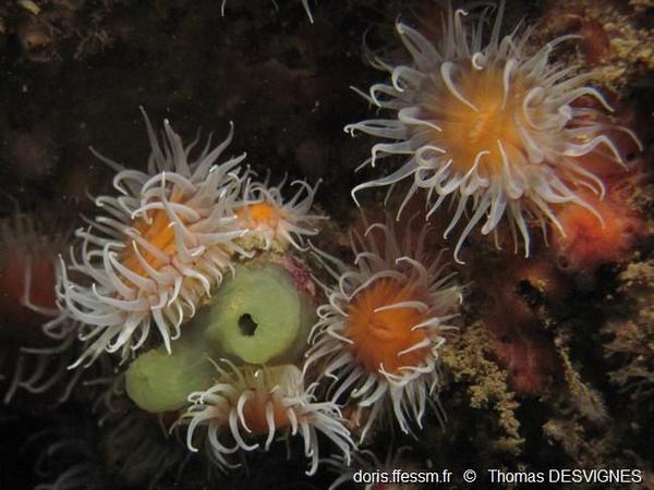 Ciona intestinalis | DORIS