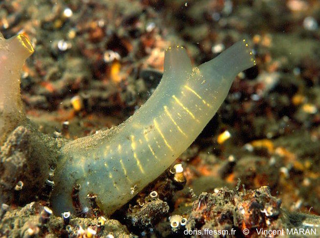 Ciona intestinalis | DORIS