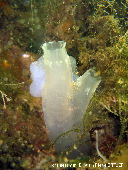 Ciona robusta | DORIS