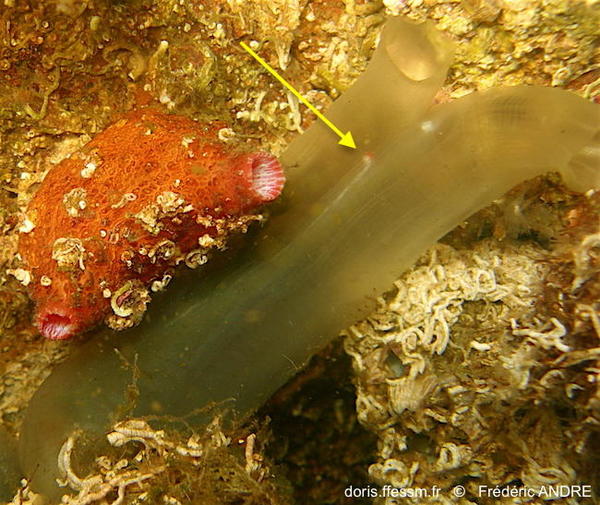 Ciona robusta | DORIS