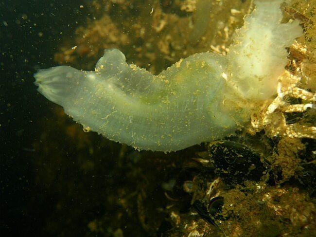 Ciona robusta | DORIS