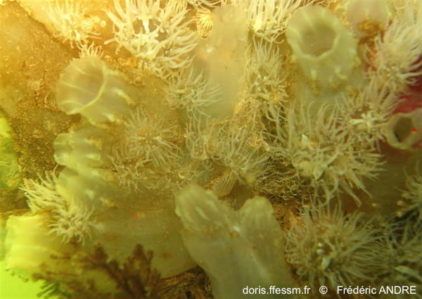 Ciona robusta | DORIS