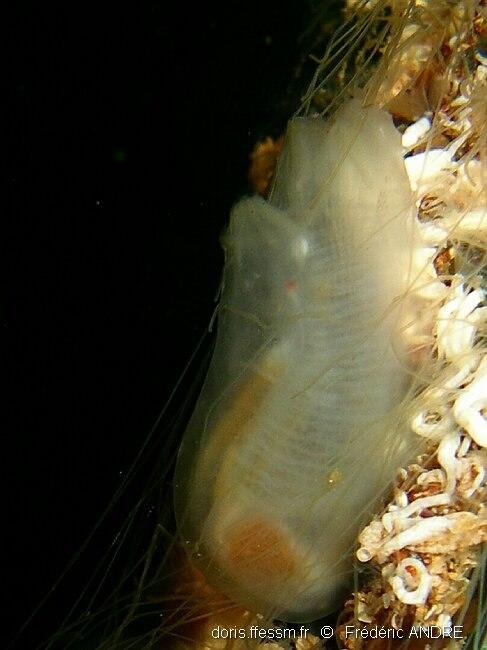 Ciona robusta | DORIS