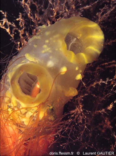 Ciona robusta | DORIS