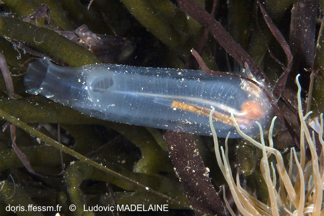 Ciona robusta | DORIS