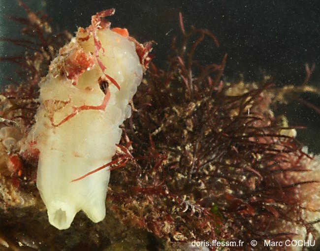 Ciona robusta | DORIS