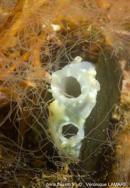 Ciona robusta | DORIS