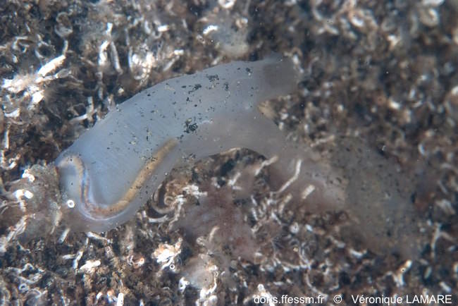 Ciona robusta | DORIS