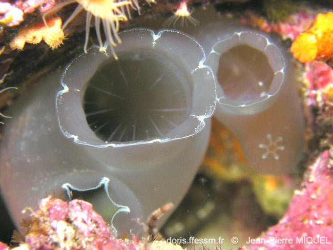 Ciona sp.Med6 | DORIS