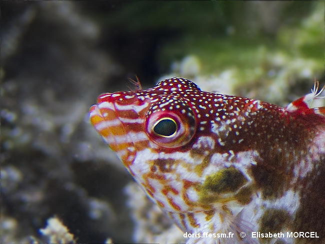 Cirrhitops mascarenensis | DORIS