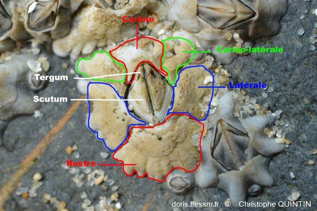 Semibalanus balanoides | DORIS