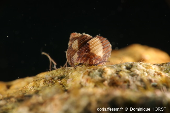 Clanculus cruciatus | DORIS