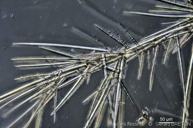 Clathria (Microciona) strepsitoxa | DORIS