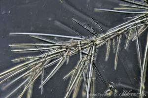 Clathria (Microciona) strepsitoxa | DORIS