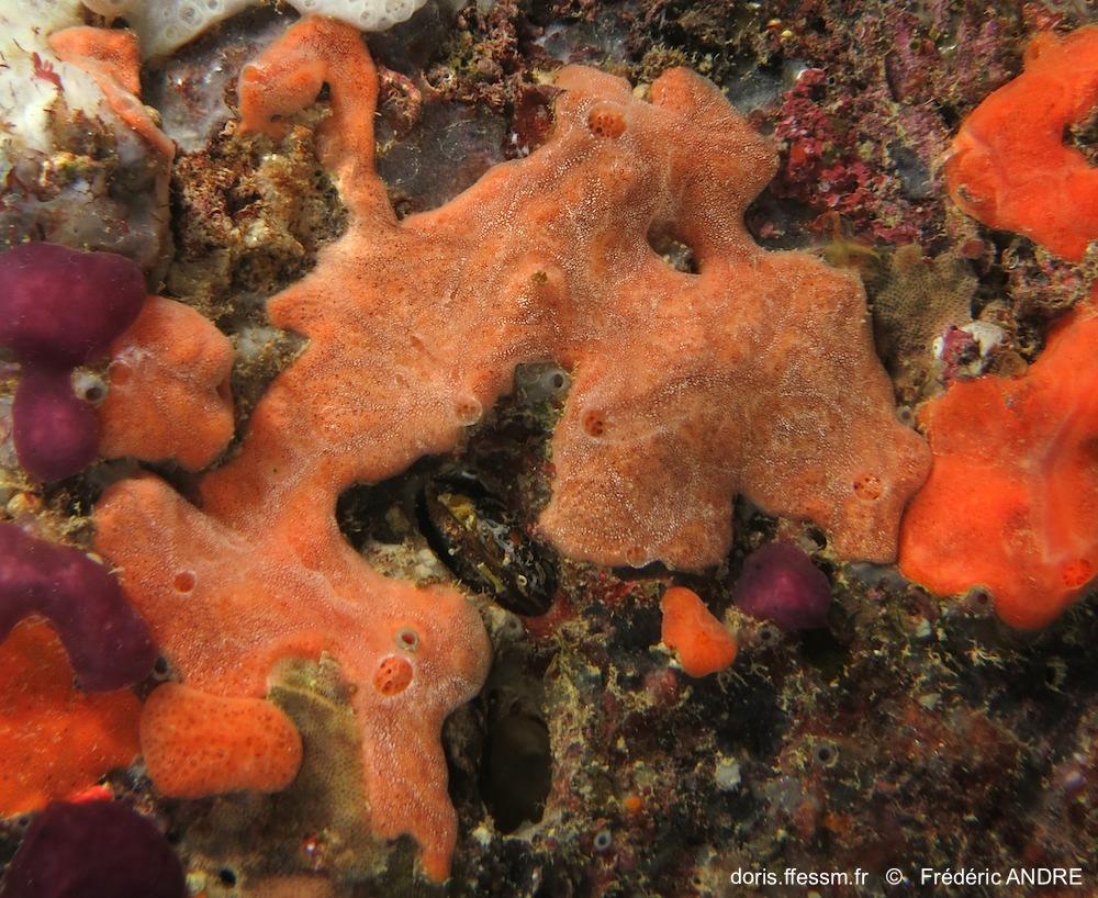 Clathria (Thalysias) jolicoeuri | DORIS