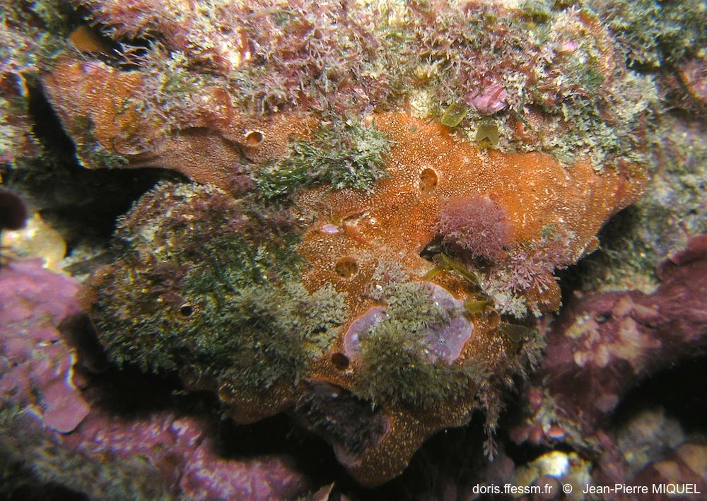 Clathria (Thalysias) jolicoeuri | DORIS