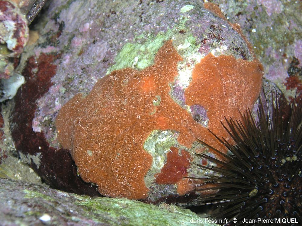 Clathria (Thalysias) jolicoeuri | DORIS