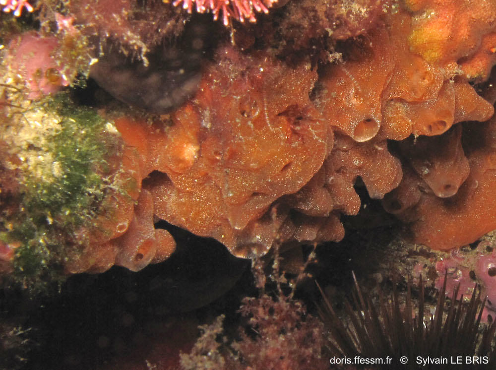 Clathria (Thalysias) jolicoeuri | DORIS