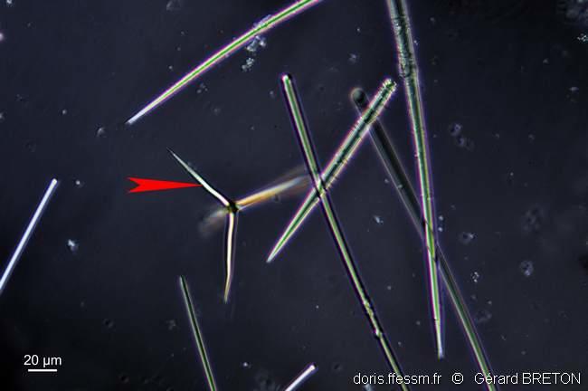 Clathria (Microciona) strepsitoxa | DORIS