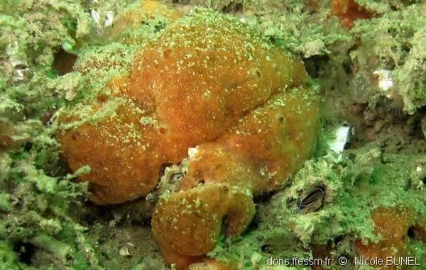 Clathria (Microciona) strepsitoxa | DORIS