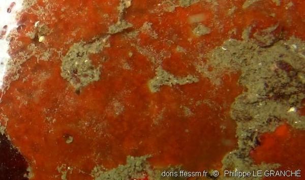 Clathria (Microciona) strepsitoxa | DORIS