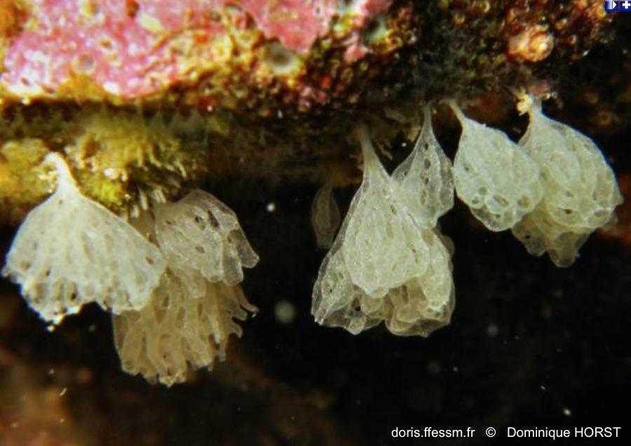 Clathrina blanca | DORIS