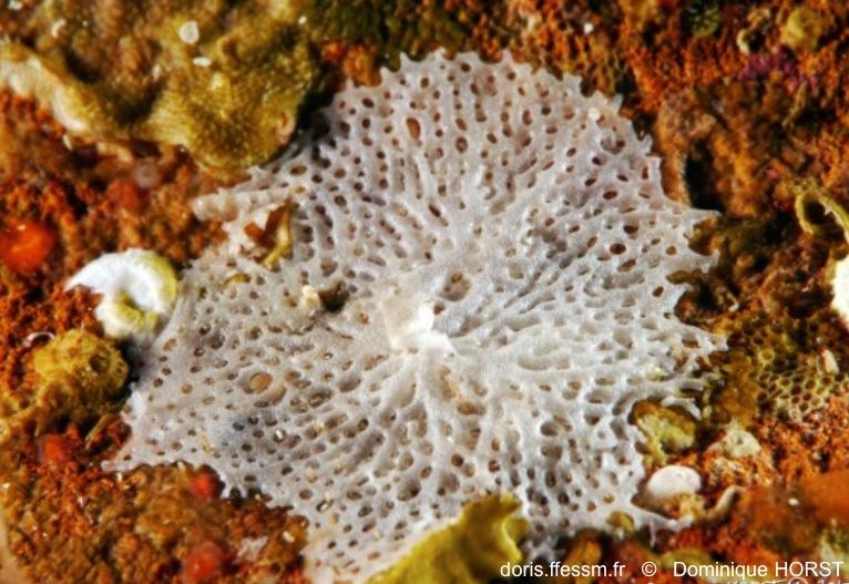 Clathrina coriacea | DORIS