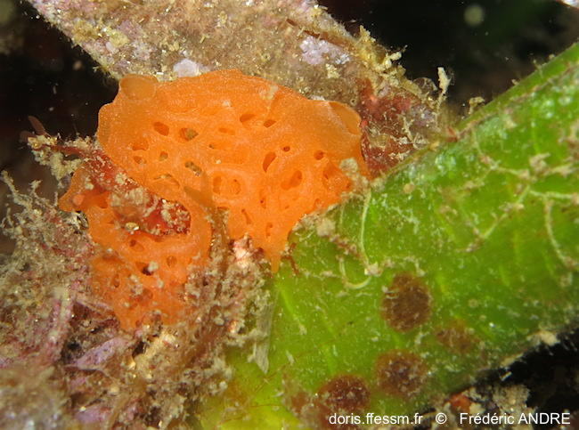 Clathrina rubra | DORIS