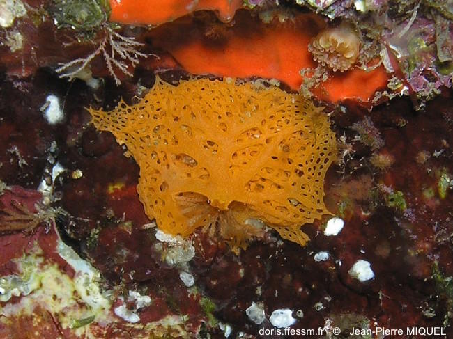 Clathrina rubra | DORIS