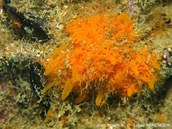 Clathrina rubra | DORIS