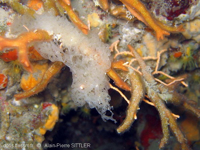 Clathrina clathrus | DORIS