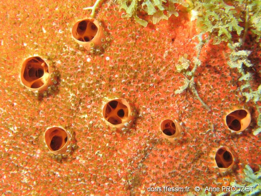 Cliothosa delitrix | DORIS