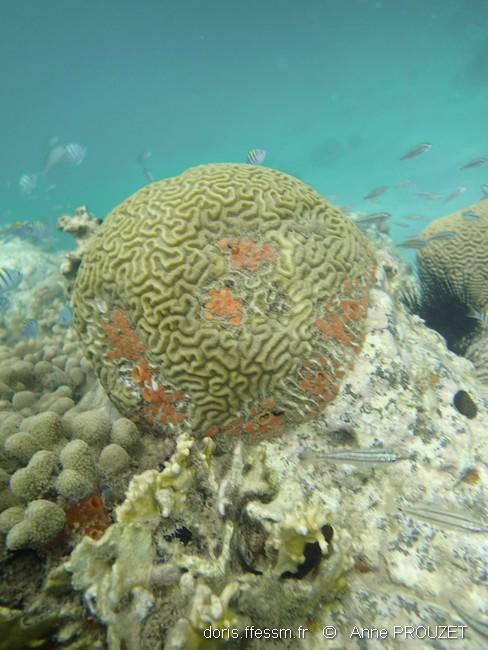 Cliothosa delitrix | DORIS