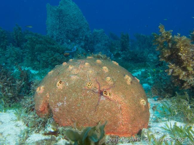 Cliothosa delitrix | DORIS