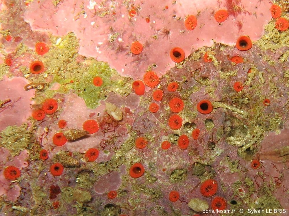 Cliona rhodensis | DORIS