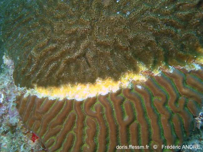 Cliona tenuis | DORIS