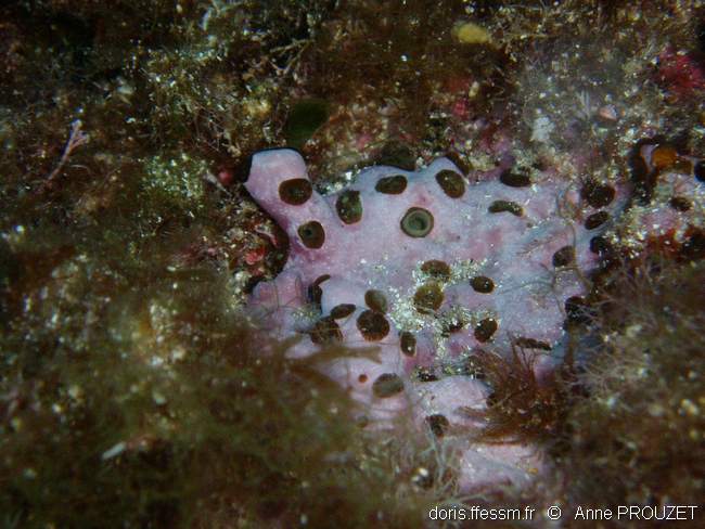 Cliona viridis | DORIS