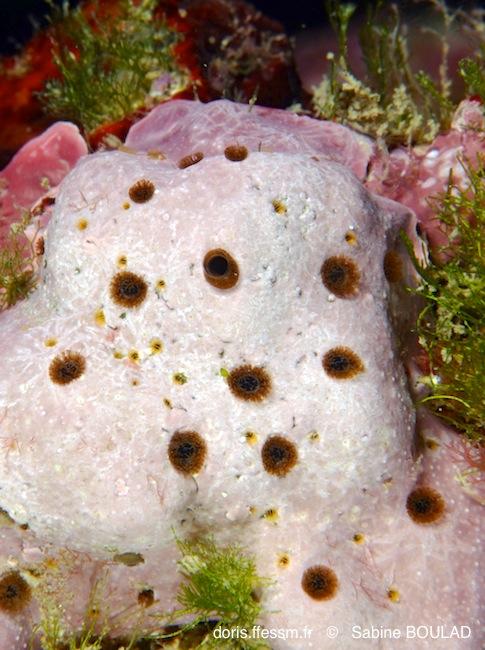 Cliona viridis | DORIS