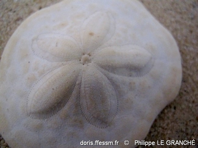 Clypeaster humilis | DORIS
