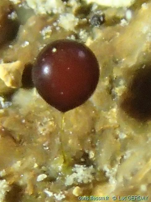 Dugesia gonocephala | DORIS