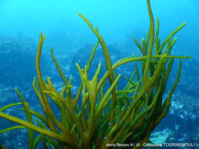 Codium decorticatum | DORIS