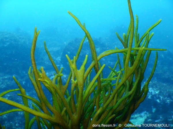 Codium decorticatum | DORIS