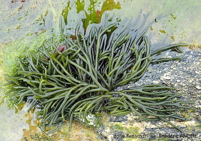 Codium tomentosum | DORIS
