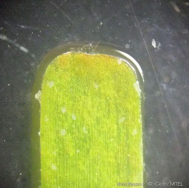Cymodocea rotundata | DORIS