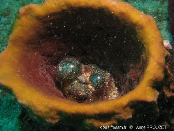 Valonia ventricosa | DORIS