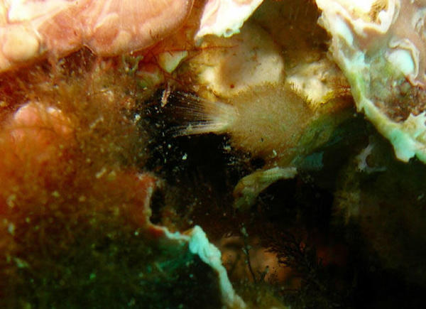 Sycon raphanus | DORIS